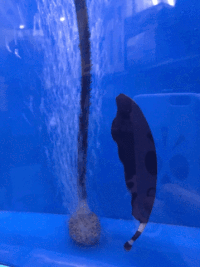 Quills GIFs - Get the best gif on GIFER