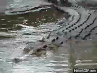 Crocodile GIFs - Get the best gif on GIFER
