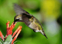 Wildlife GIFs - Get the best gif on GIFER