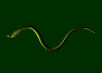 Snakes GIFs - Get the best gif on GIFER