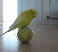 Budgie GIFs - Get the best gif on GIFER
