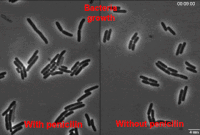 Bacteria GIF - Conseguir o melhor gif em GIFER