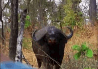 Buffalos GIFs - Get the best gif on GIFER