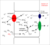 Active transport GIFs - Get the best gif on GIFER