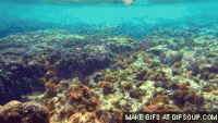 Coral GIFs - Get the best gif on GIFER
