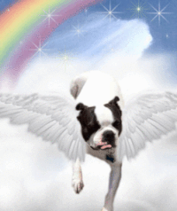 Boston terrier GIFs - Get the best gif on GIFER