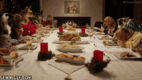 Dinner GIFs - Get the best gif on GIFER