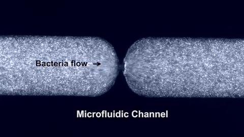 Microfluidic channel GIF - Conseguir o melhor gif em GIFER