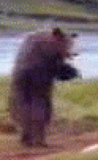 Bear GIFs - Get the best gif on GIFER