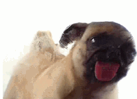 Pug GIFs - Get the best gif on GIFER