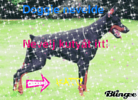 Doggie GIFs - Get the best gif on GIFER