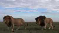 Lion GIFs - Get the best gif on GIFER