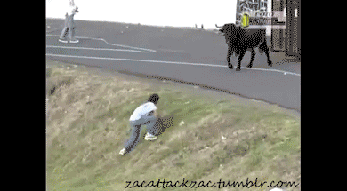 Toros GIF - Conseguir el mejor gif en GIFER