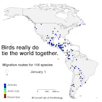 Migration GIFs - Get the best gif on GIFER