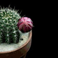 Blooms GIFs - Get the best gif on GIFER
