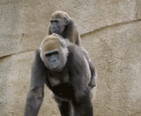 Ape GIFs - Get the best gif on GIFER