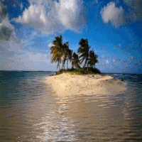 Palmiers GIFs - Get the best gif on GIFER