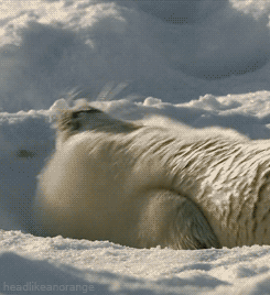 Cute seal GIF - Conseguir o melhor gif em GIFER