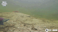 Salmon GIFs - Get the best gif on GIFER