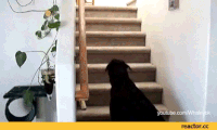 Stair GIFs - Get the best gif on GIFER