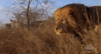Lion GIFs - Get the best gif on GIFER