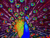 Peacock GIFs - Get the best gif on GIFER