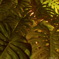 Philodendron GIFs - Get the best gif on GIFER