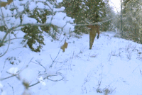 Lumberjack GIFs - Get the best gif on GIFER