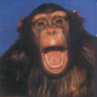 Chimpanzees GIFs - Get the best gif on GIFER