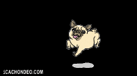 Perro GIFs - Get the best gif on GIFER