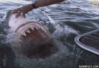 Requin GIFs - Get the best gif on GIFER