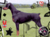 Doberman GIFs - Get the best gif on GIFER