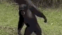 Chimpanzee GIFs - Get the best gif on GIFER