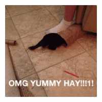 Giffer GIF - Conseguir el mejor gif en GIFER