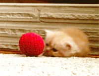 Pushing GIFs - Get the best gif on GIFER