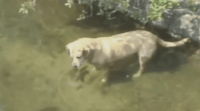 Patience GIFs - Get the best gif on GIFER