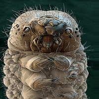 Fluorescence microscopy GIFs - Get the best gif on GIFER