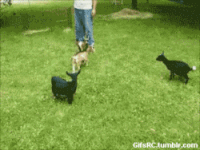 Leaping GIFs - Get the best gif on GIFER