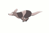 Armadillo GIFs - Get the best gif on GIFER