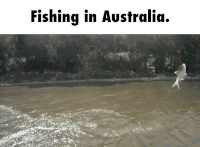 Australie GIFs - Get the best gif on GIFER