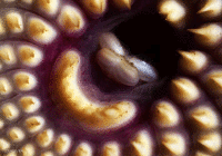 Parasite GIFs - Get the best gif on GIFER