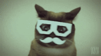 Moustache GIFs - Get the best gif on GIFER