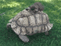Tortoise GIFs - Get the best gif on GIFER