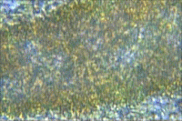 Microorganism GIFs - Get the best gif on GIFER