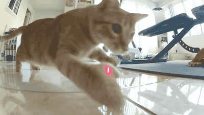 Scramble GIFs - Get the best gif on GIFER