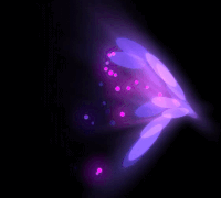 Butterflies GIFs - Get the best gif on GIFER