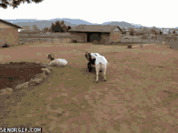 Entertaining GIFs - Get the best gif on GIFER