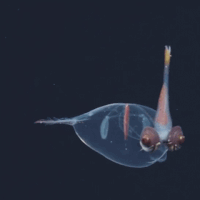 Marine GIFs - Get the best gif on GIFER