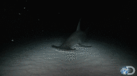 Hammerhead GIFs - Get the best gif on GIFER