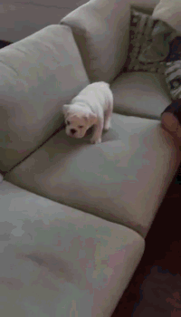 Prey GIFs - Get the best gif on GIFER